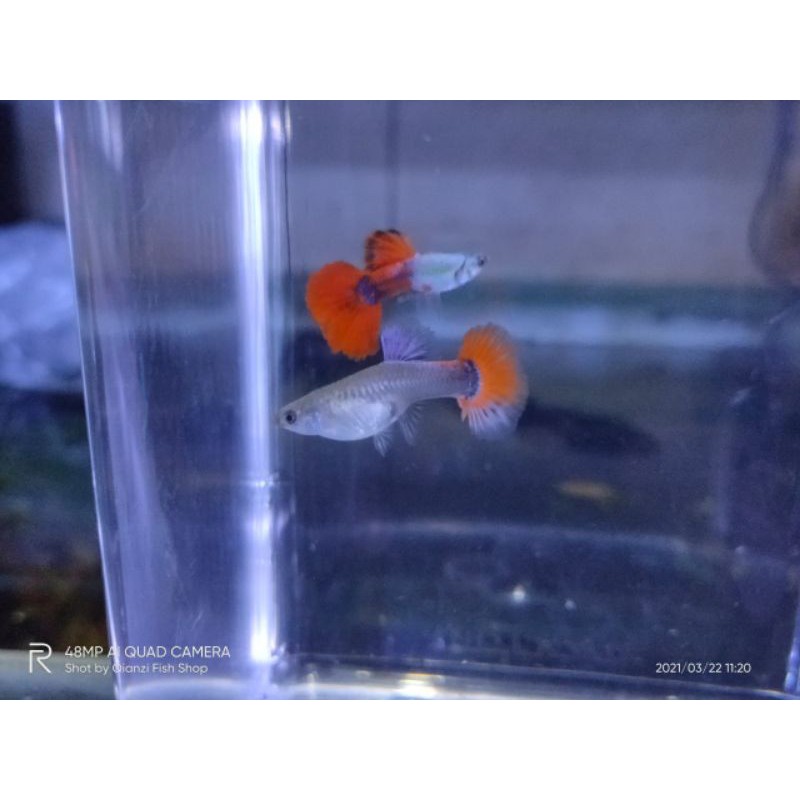 Jual Ikan hias Guppy Big Aer Red Tail Platinum sepasang | Shopee Indonesia
