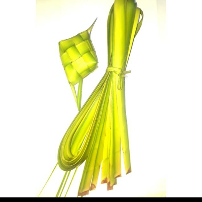 Jual Daun kelapa muda / janur kuning 10 pcs | Shopee Indonesia