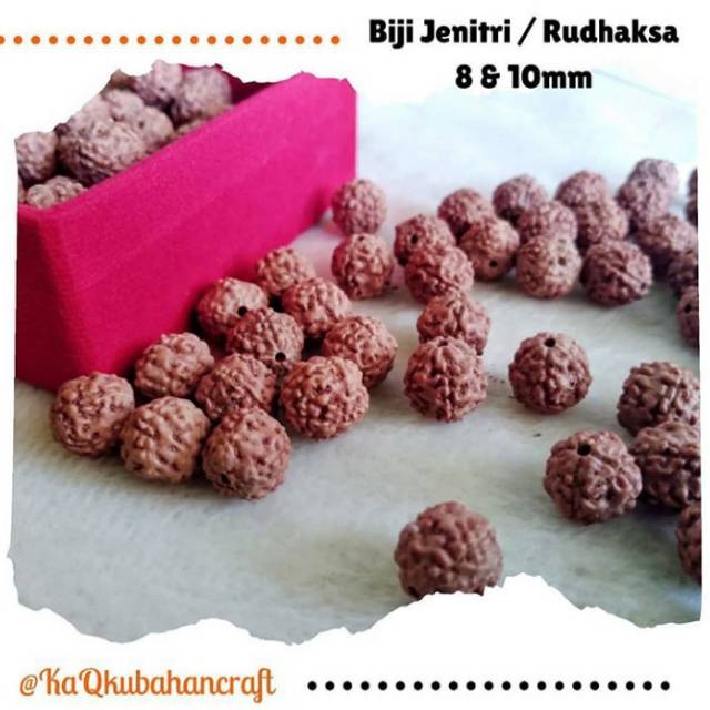 Jual BIJI JENITRI / RUDRAKSHA 10MM ( 25 biji ) | Shopee Indonesia