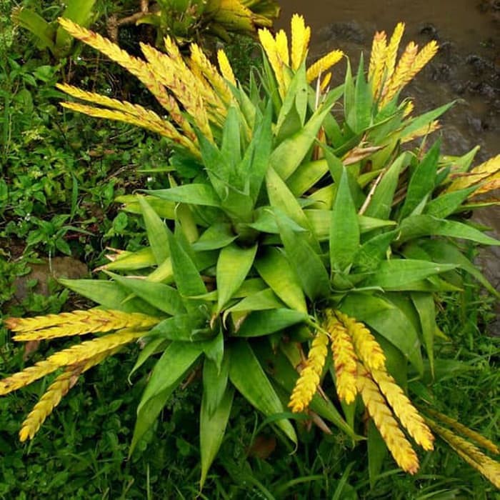Jual Tanaman hias bromelia bunga kuning - vriesea ospinae | Jenis ...