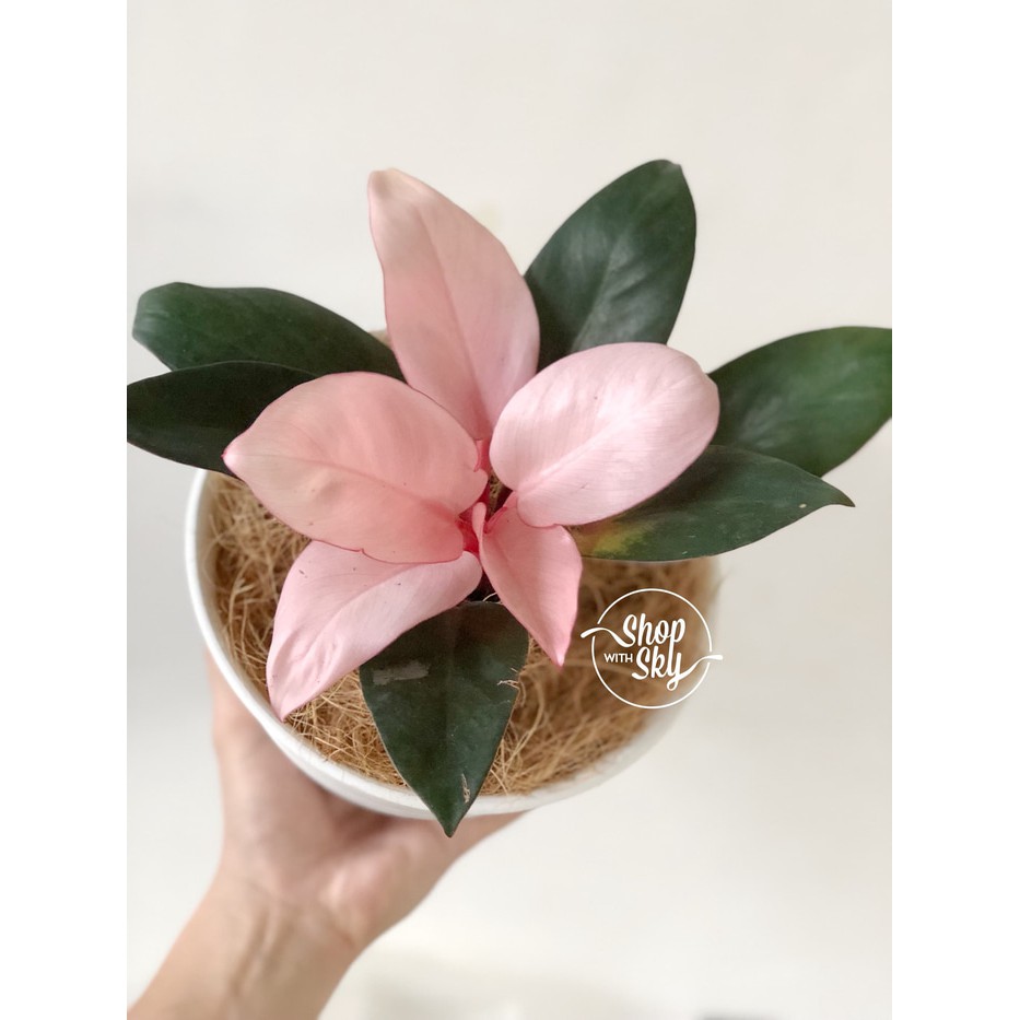 Jual Philodendron Pink - Tanaman Daun Pink Bisa Indoor atau Teras ...