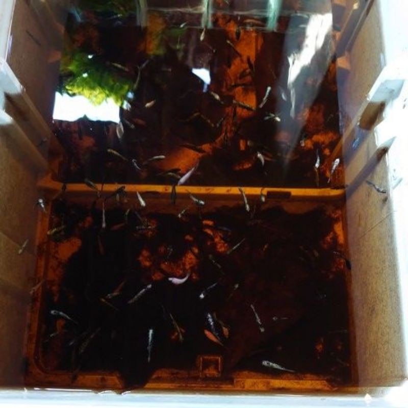 Jual baby kuncup (Avatar kuning Cooper/Avatar yellow wash) | Shopee ...