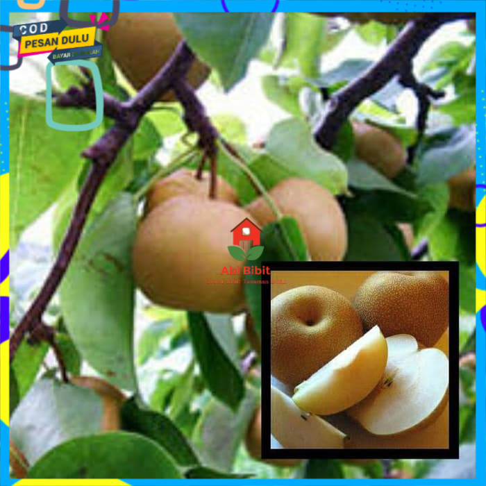 Jual Bibit tanaman Buah Pear Asia ( Pir madu ) hasil cangkok | Shopee ...
