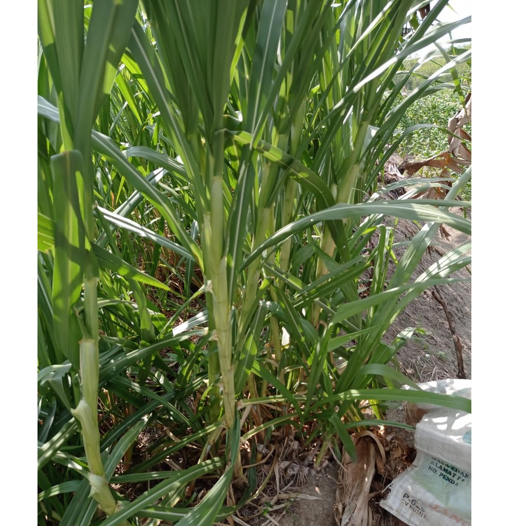Jual Bibit Rumput Gama Umami per karung , 1 karung isi 500 stek ...