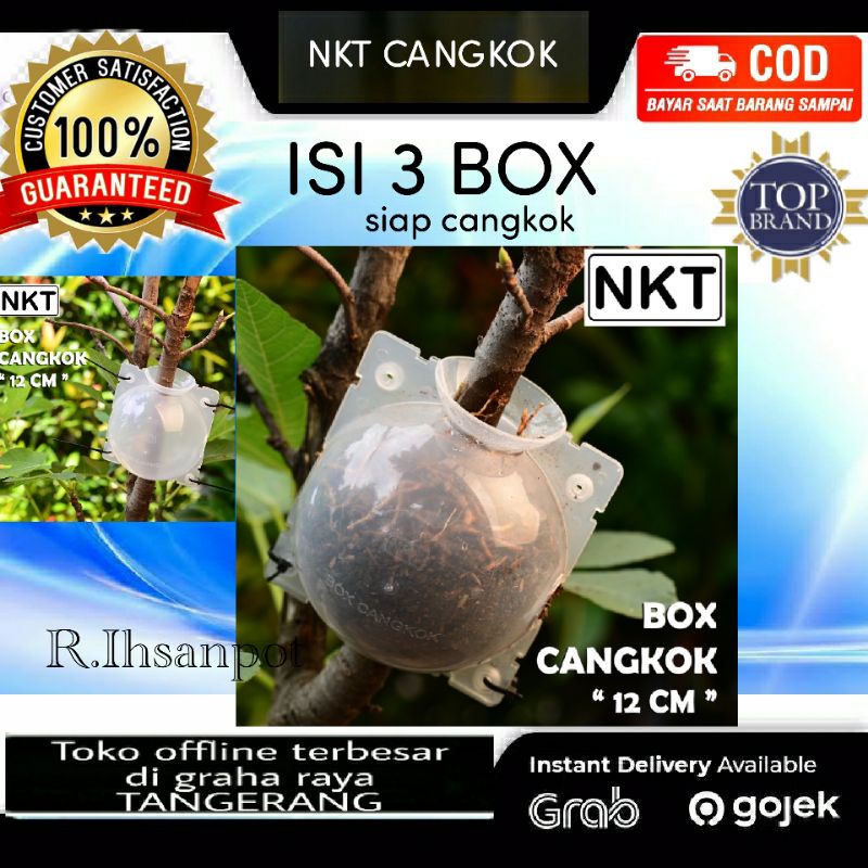 Jual Box Cangkok isi 3 Bola Ori Siap Nyangkok Tanaman Buah Dll | Shopee ...