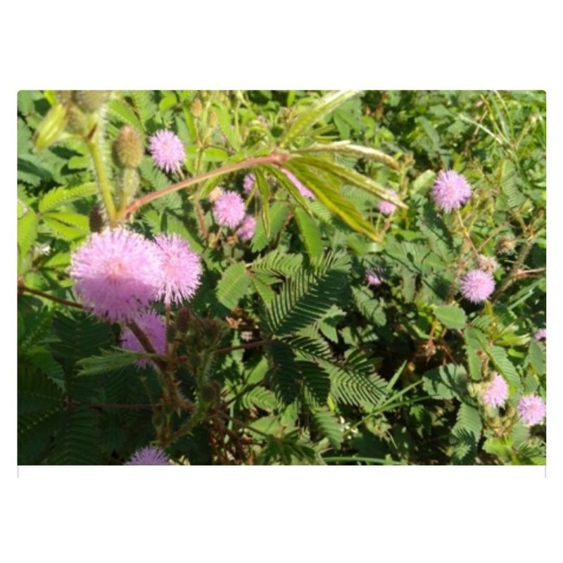 Jual daun dan batang putri malu segar herbal 100gram | Shopee Indonesia