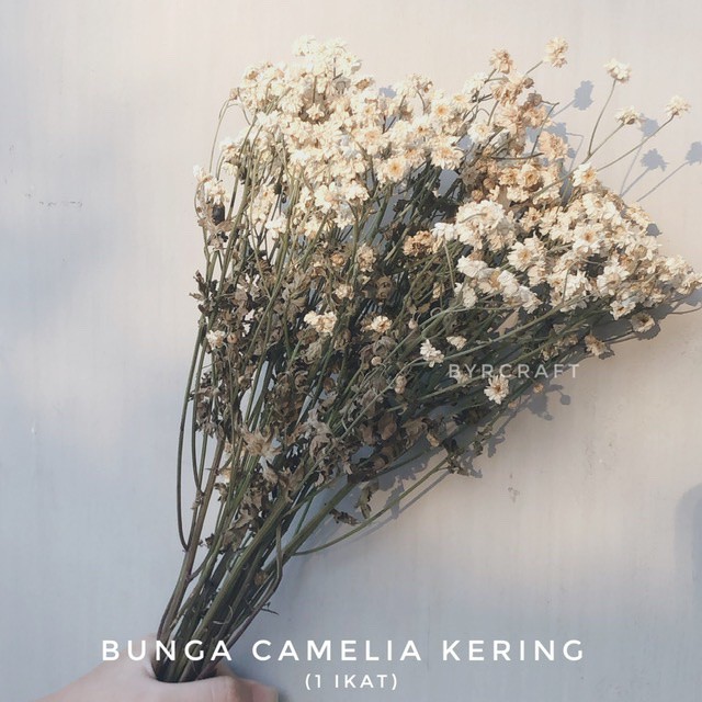 Jual Bunga Camelia Kering Aesthetic/Dried Camelia Flower STOK TERBARU ...