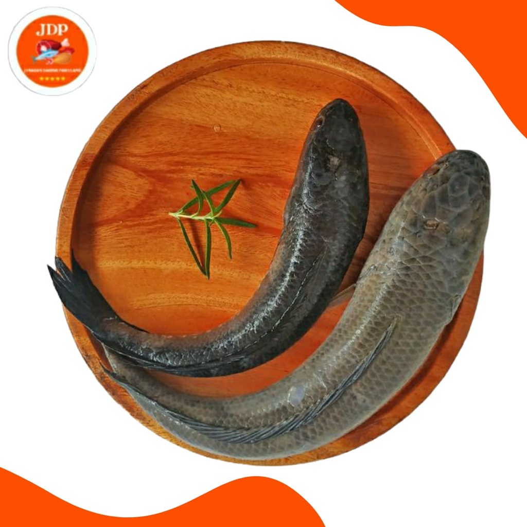 Jual IKAN GABUS SEGAR FRASH BEKU FROZEN FOOD | Shopee Indonesia