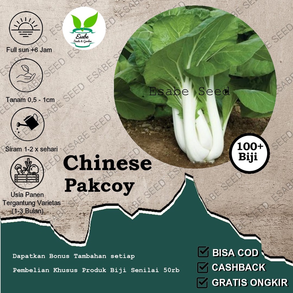 Jual Benih Biji Chinese Pak Choy Pak Coi Putih Pakcoy | Shopee Indonesia
