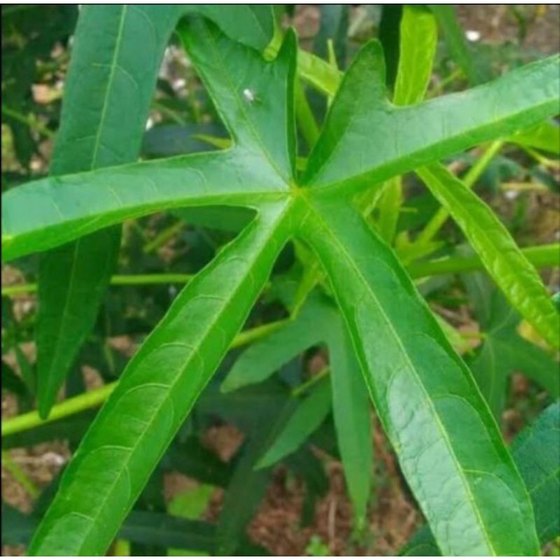 Jual Daun gedi segar 500g | Shopee Indonesia