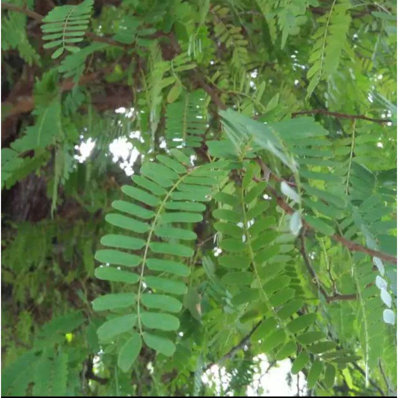 Jual daun sinom atau asam jawa segar 200gr | Shopee Indonesia