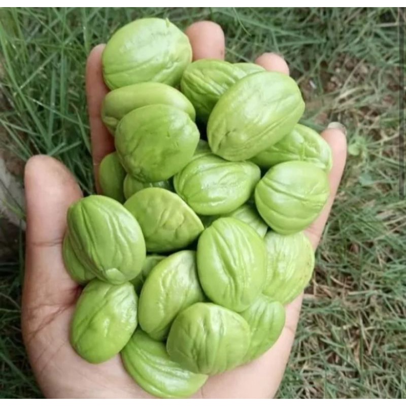 Jual buah pete petai kupas super fresh asli pati 1kg | Shopee Indonesia