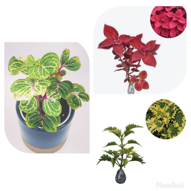 Jual paket 3 tanaman hias coleus / miana / tanaman hias miana / tanaman ...