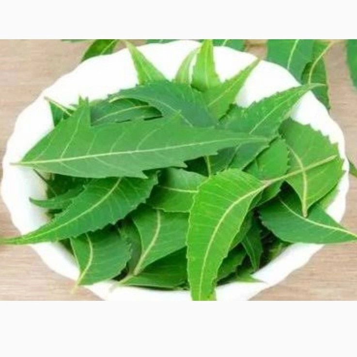 Jual Daun mimba segar 50gram | Shopee Indonesia
