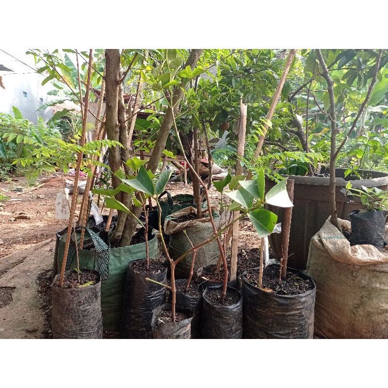 Jual Bibit jambu air citra hasil cangkok | Shopee Indonesia