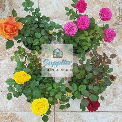 Jual Bagus!!!!!! Tanaman Bunga Mawar Rambat - Climbing Rose - Tanaman ...