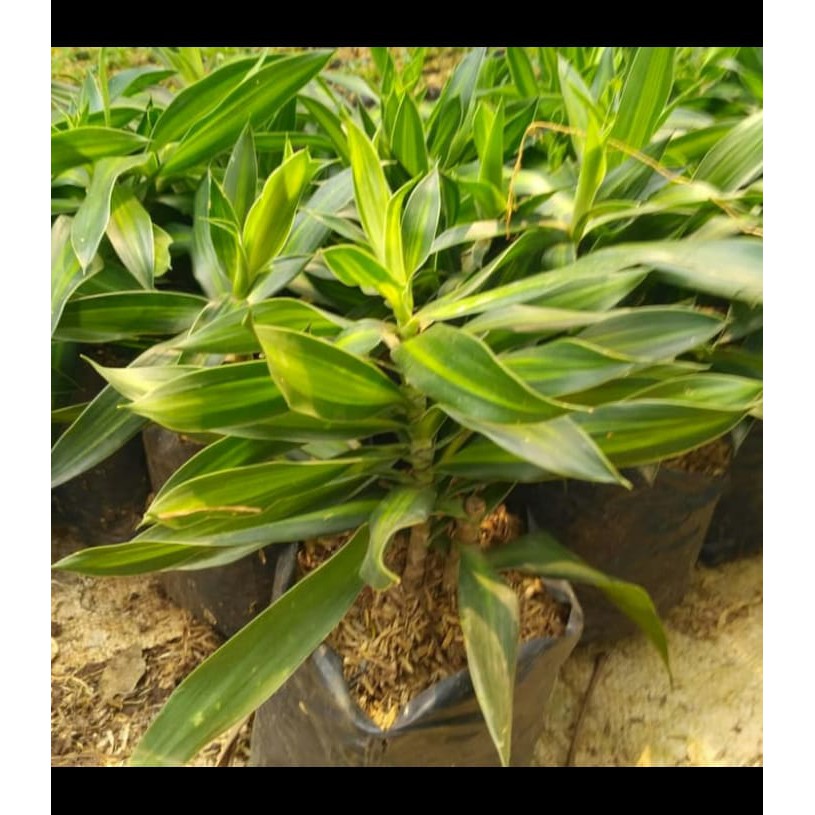 Jual Tanaman Suji Belut Daun Besar Tanaman Suji | Shopee Indonesia