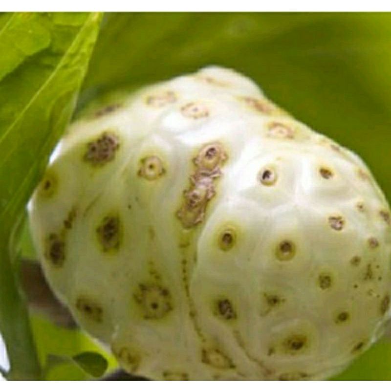 Jual Buah mengkudu Cangkudu segar 1kg | Shopee Indonesia