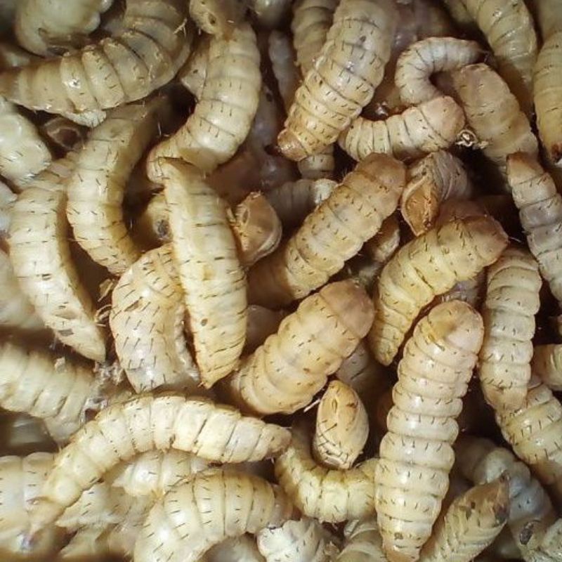 Jual TERMURAH !! MAGGOT BSF SUPER FRESH 100g | Shopee Indonesia