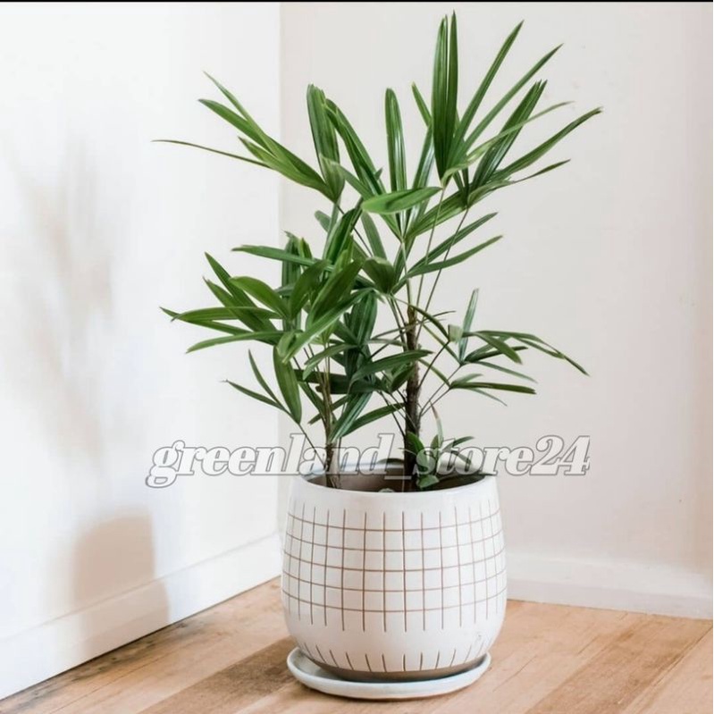 Jual lady finger palm - palem regu - tanaman indoor - dekorasi tanaman ...