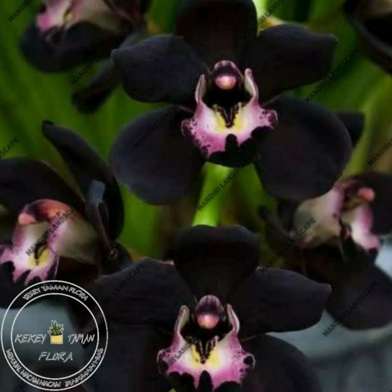 Jual Tanaman Hias Seedling Anggrek Dendrobium Black Papua - Bunga ...