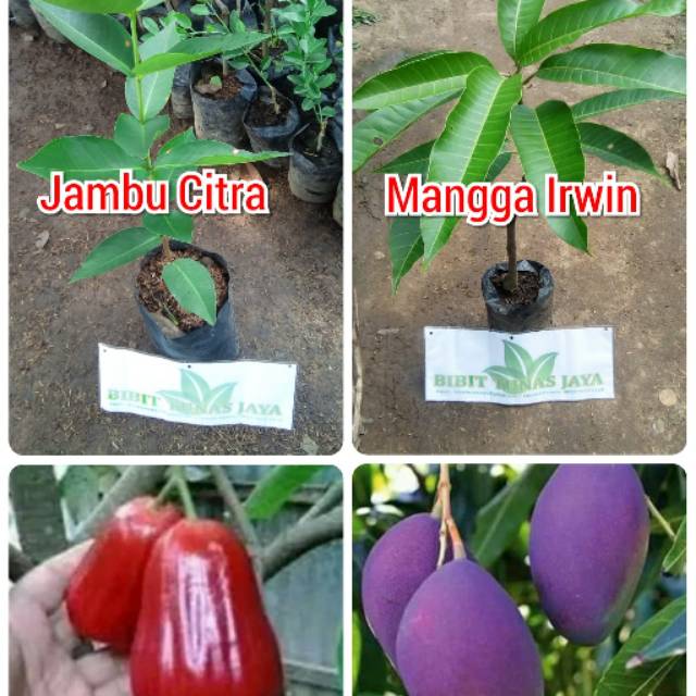 Jual Bibit pohon mangga irwin dan jambu citra | Shopee Indonesia