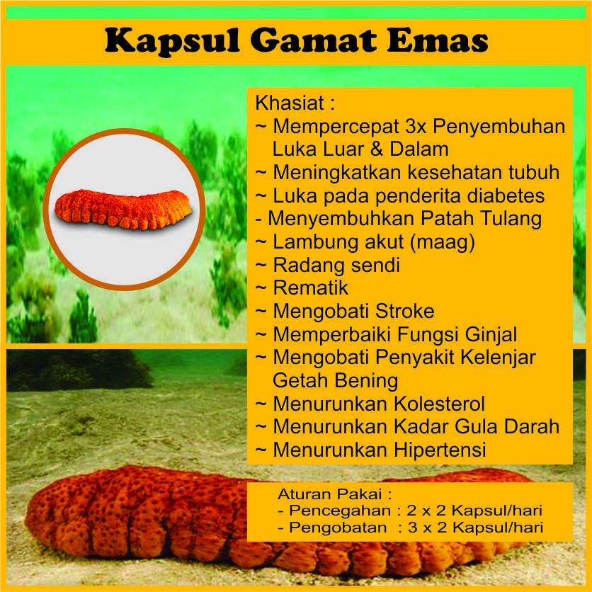 Jual Kapsul Gamat Emas Asli Teripang Tripang laut peyembuhan luka maag ...