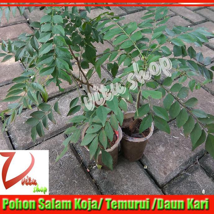 Jual Kliwon Vitu Shop Bibit Tanaman Pohon Salam Koja / Daun Kari ...