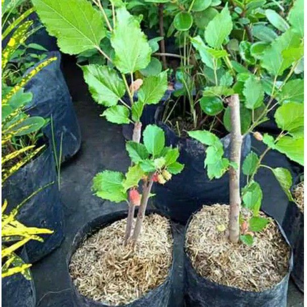Jual Bibit tanaman buah Murbey / tanaman murbei / Mulberry / besaran ...