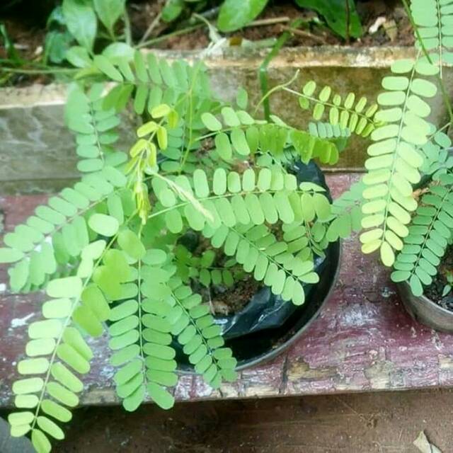 Jual Tanaman herbal saga/daun saga/pohon saga | Shopee Indonesia