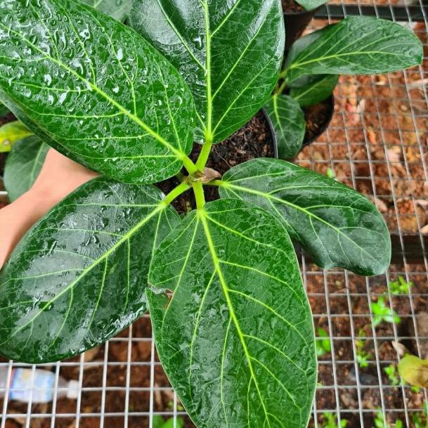 Jual ficus audrey | Shopee Indonesia