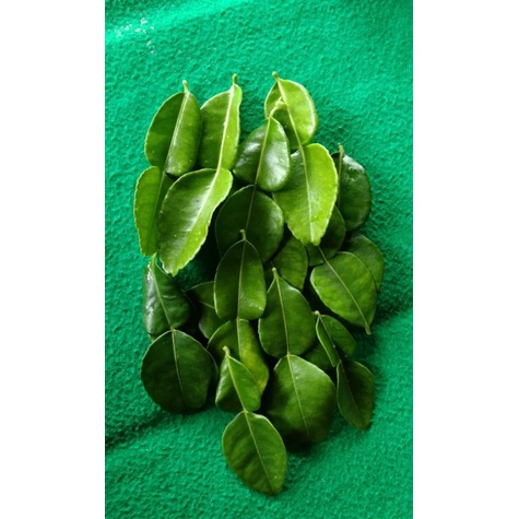 Jual daun jeruk segar, per 5009, Daun jeruk lembaran | Shopee Indonesia