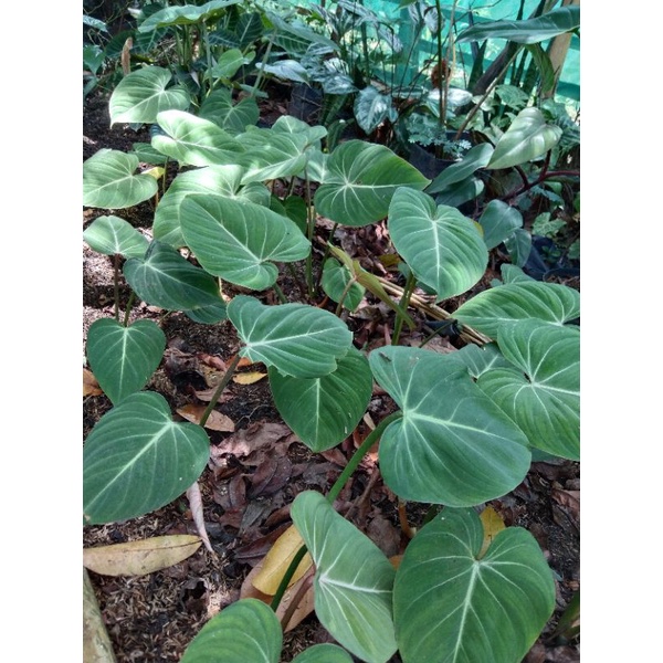 Jual Philodendron Gloriosum / Philo Gloriosum /Gloriosum | Shopee Indonesia