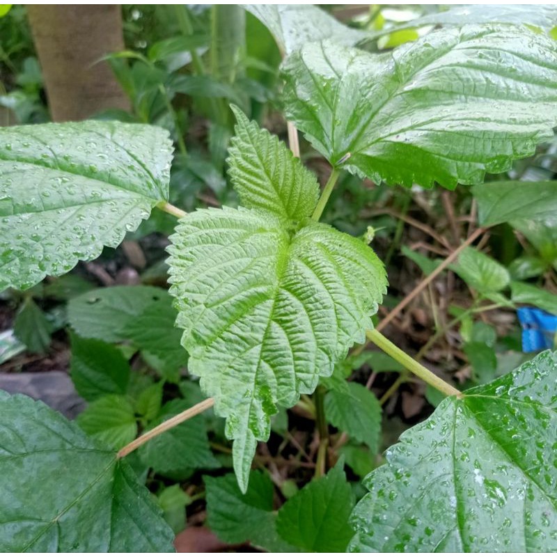 Jual Daun Jelatang Atau Daun Pulus 1 Kg / Daun Gatal Atau Daun Lateng Bibit Jelatang daun ...
