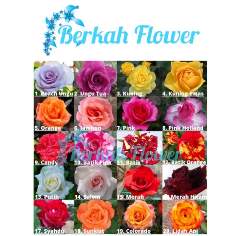 Jual Paket 10 Bunga Mawar Holland - Berlabel Siap Mekar | Shopee Indonesia
