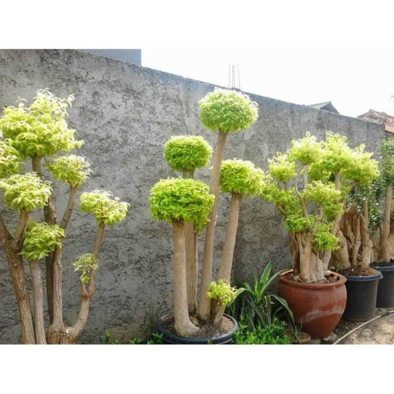 Jual pohon anting putri bonsai 1,5cm | Shopee Indonesia