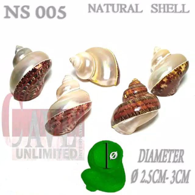 Jual NS005 cangkang shell rumah kelomang keong umang kumang natural ...