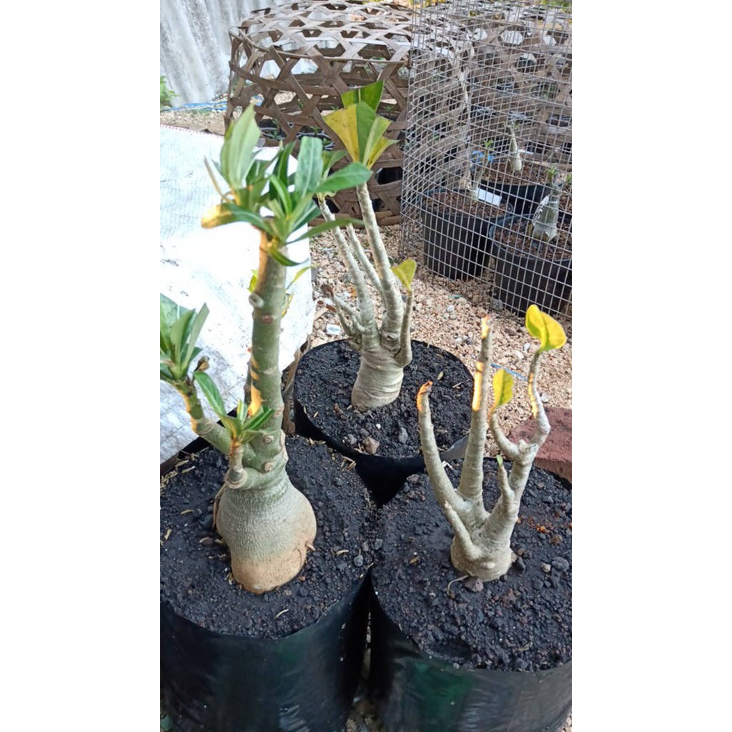 Jual Biji Adenium Yaman - Bibit Tanaman Bunga Adenium Yaman - Pohon ...