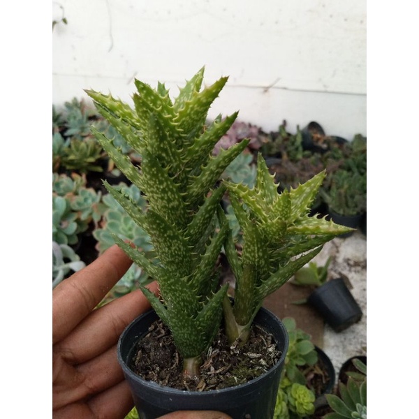 Jual skulen/katus aloe skarosa | Shopee Indonesia