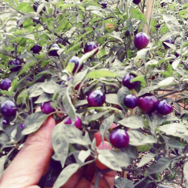 Jual Benih cabe FILIUS BLUE, jual benih cabe hias, cabe unik, bisa ...