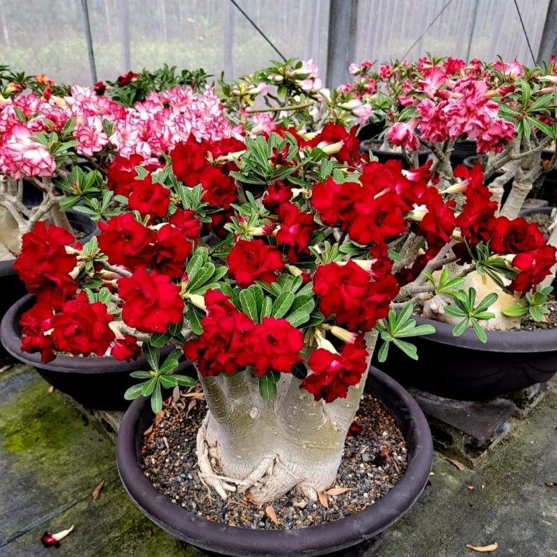 Jual paket adenium bunga tumpuk id nama bunga love rain dan julius ...