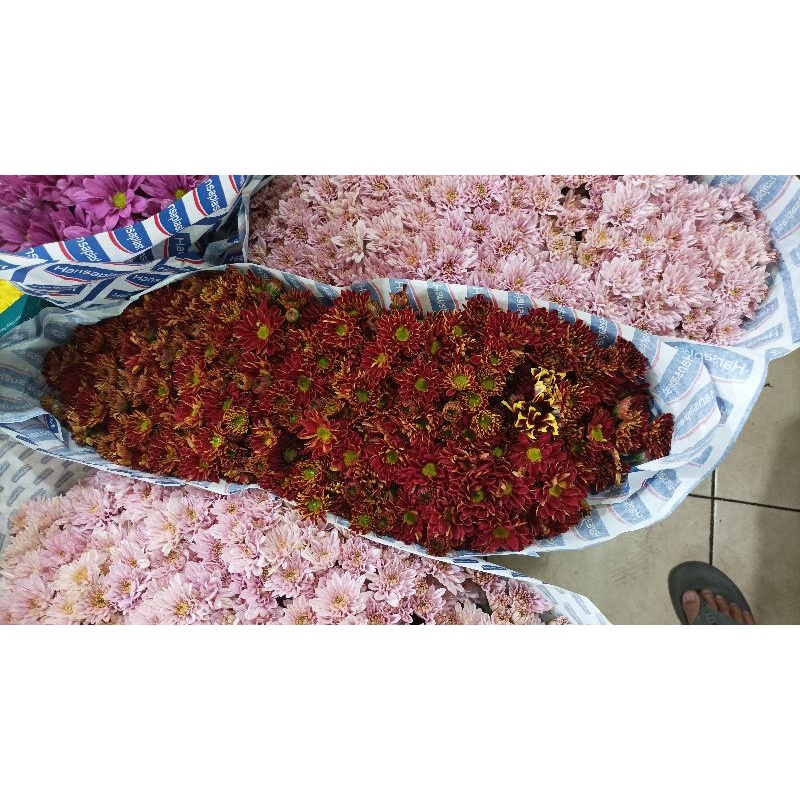 Jual Bunga Aster Jimla Gabungan/100 Batang atau 10 ikat Untuk Papan ...