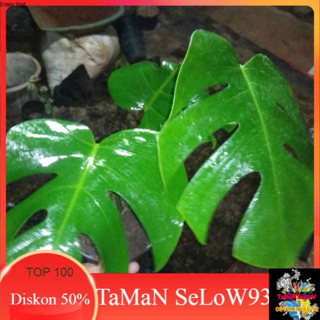 Jual Tanaman hias monstera king daun 3-5 sudah pecah daun | Shopee ... Jual Tanaman hias monstera king daun 3-5 sudah pecah daun | Shopee ...