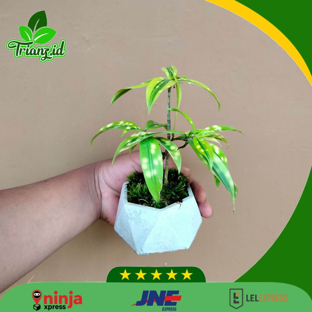 Jual Bonsai bambu kuning gratis pot appro besar beton | Shopee Indonesia