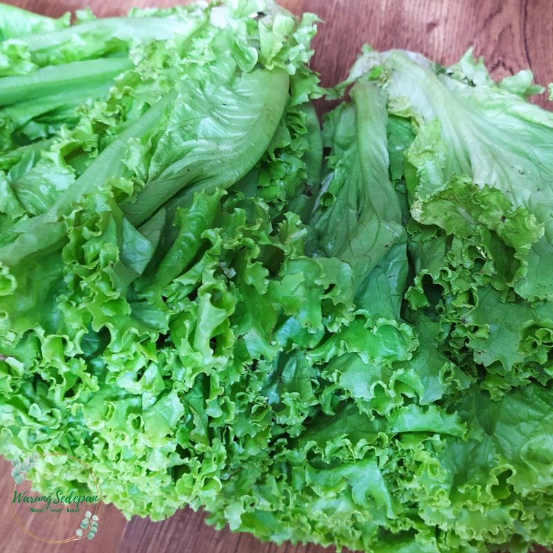Jual Selada Segar 500 gr Sayur Segar Cikarang Sayur Murah Bekasi ...