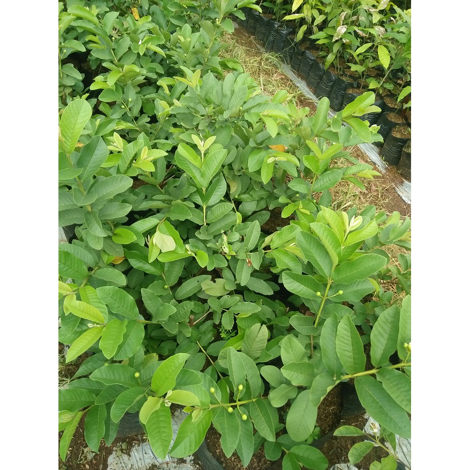 Jual Jambu Mutiara 2 (Biji Lunak) | Shopee Indonesia