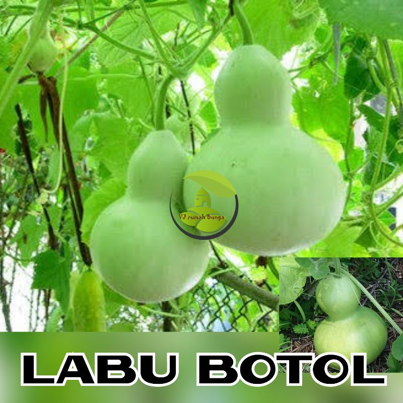Jual Benih Labu Botol Benih Bibit Labu Kendil Labu Air | Shopee Indonesia