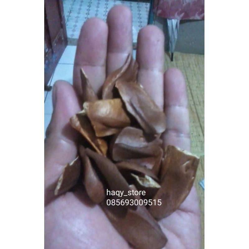 Jual benih Mahoni swietenia macrophylia king 1000gr | Shopee Indonesia