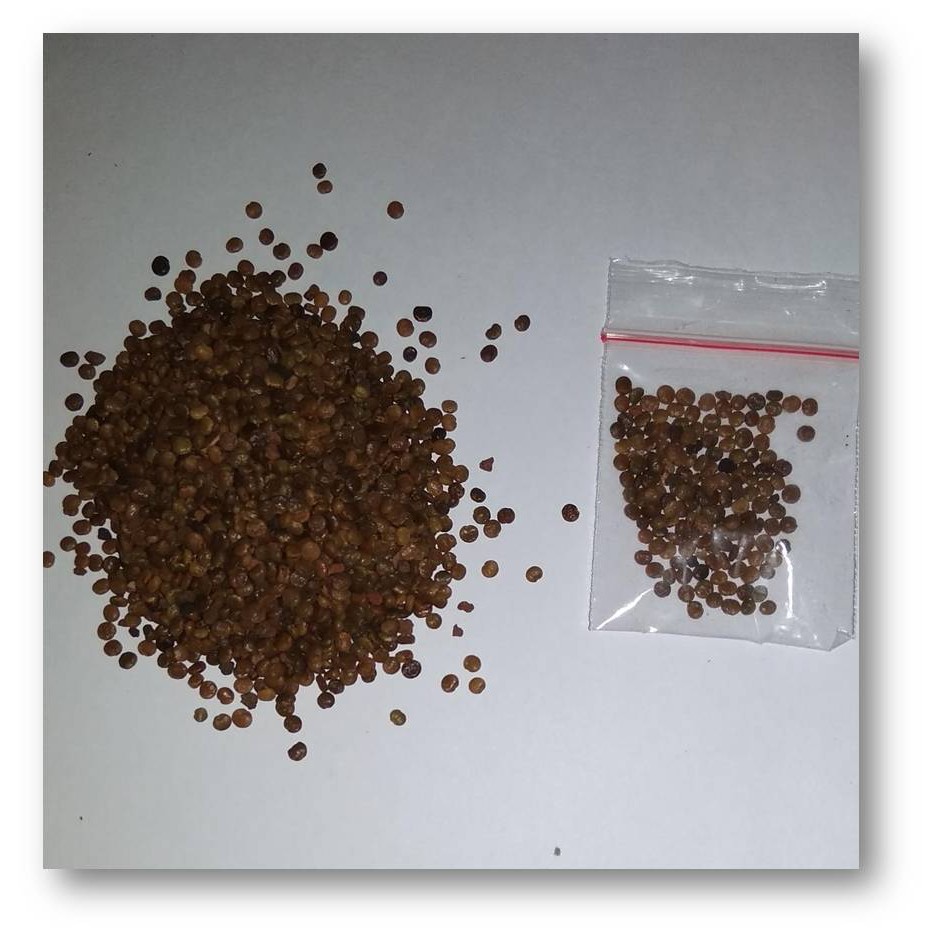Jual Benih/ Biji Indigofera 2000 Biji Pilihan terbaik BIJI BENIH ...