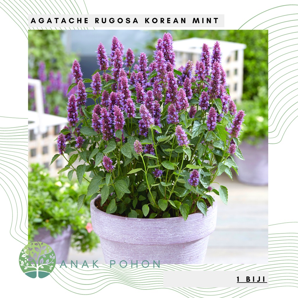 Jual Benih Bibit Biji - Korean Mint Agastache rugosa Hyssop Raksasa ...